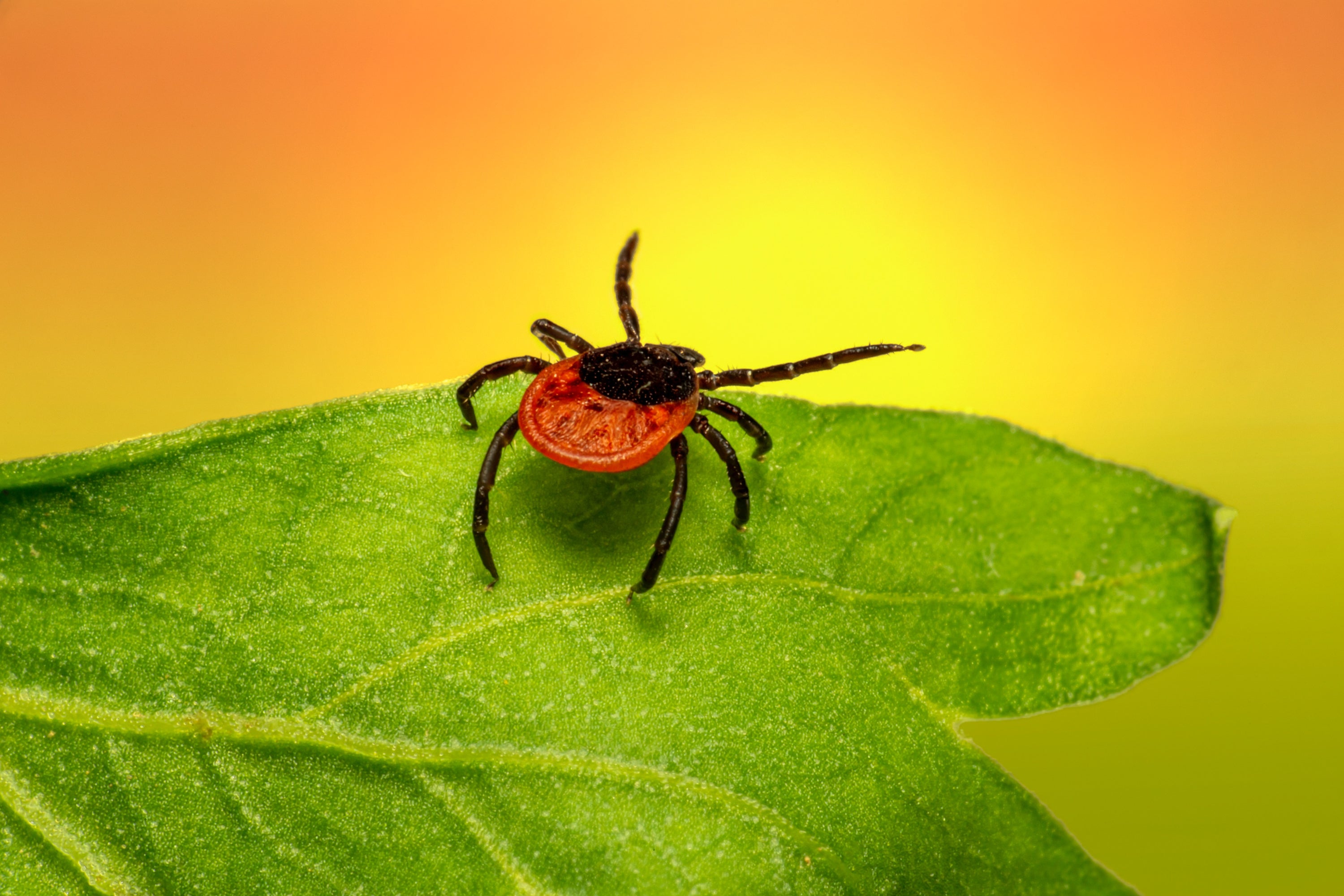 Tick Tape Wrap: Prevent Tick Bites